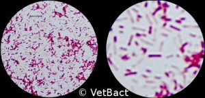 Staphylococcus epidermidis and other bacteria – new Gram staining ...
