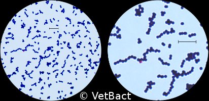 Streptococcus agalactiae and S. uberis – new Gram staining images ...