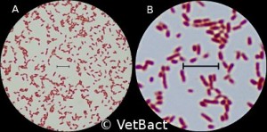 Klebsiella spp. – 11 new images in VetBact | VetBactBlog