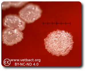 VetBactBlog | VetBact, the blog.